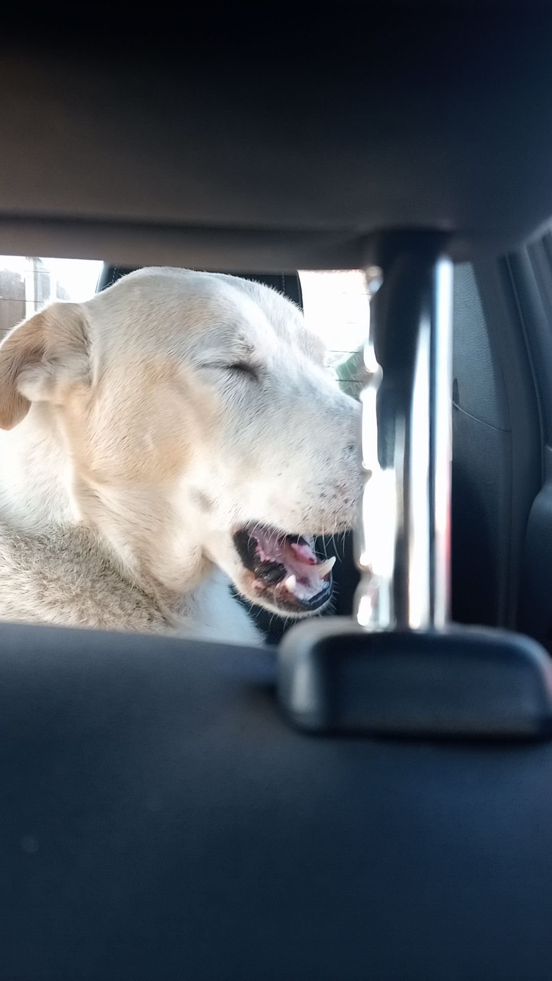 NBA 2K25 | 2KDB MyTEAM NBA 2K Custom Card (DOGS) by PaperBuffalo804